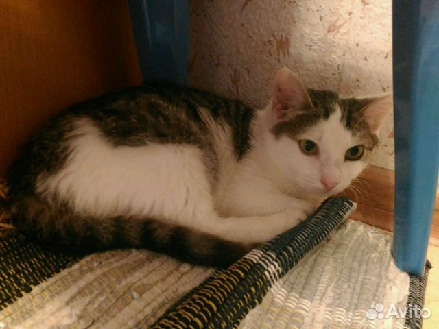 Котенок 3.5 мес мальчик