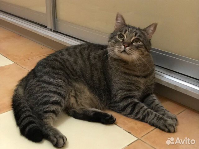 Тигрик богатырь в добрые ручки