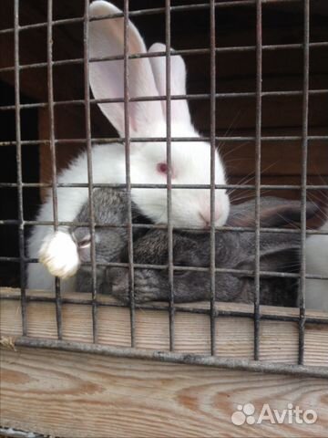 Великаны белые и серые