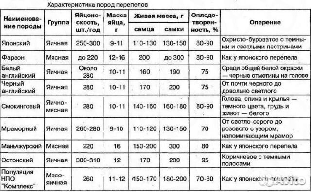 Яйцо перепелиное инкубационное, перепела и всё для