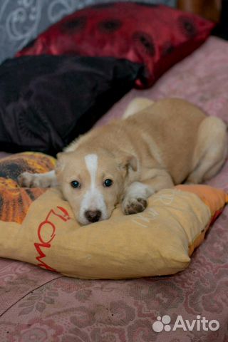 Щенок красивый