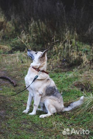 Очень комфортная в быту и воспитанная собака