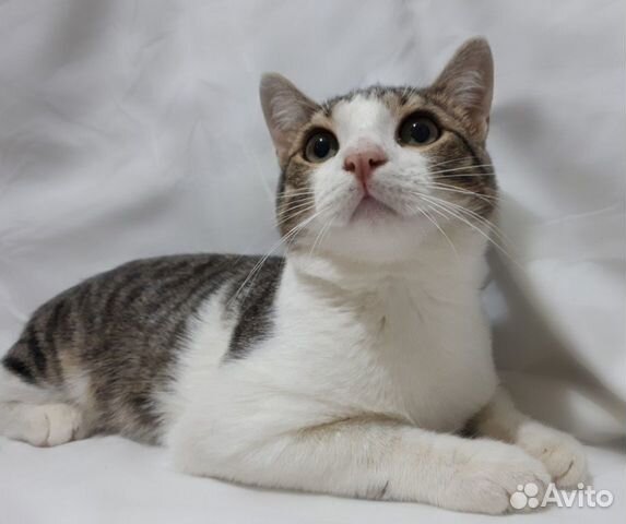 Обворожительный котик Женя 1 годик ищет дом