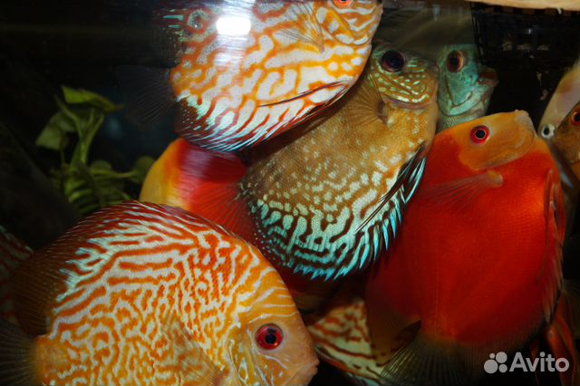 Дискус-самые красивые рыбы пресноводных аквариумов