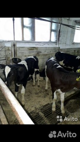 Телочки от 2 недель