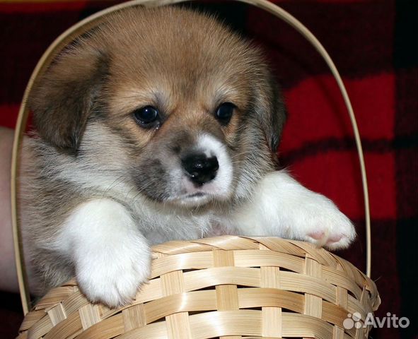 Вельш корги пемброк - кобель