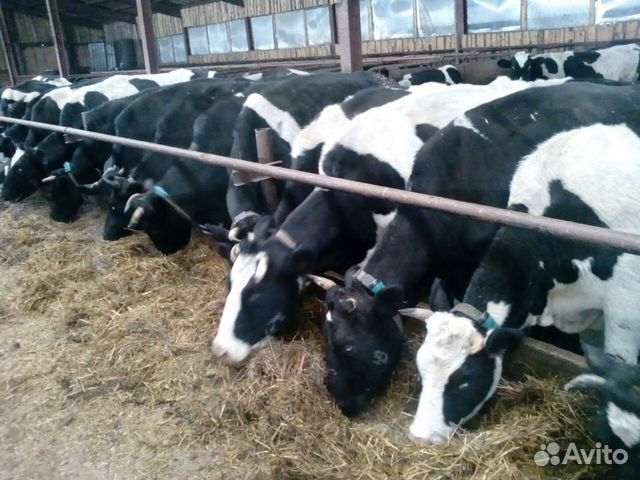 Дойные коровы породы Черно-пестрая