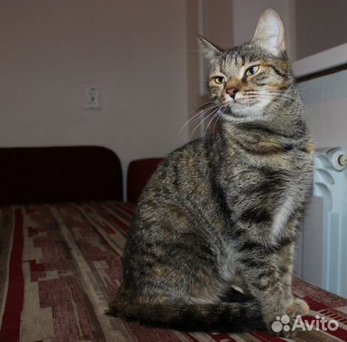 Чудесная юная ласковая кошечка Фиона