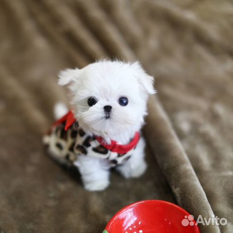 Мальтезе мини малыш