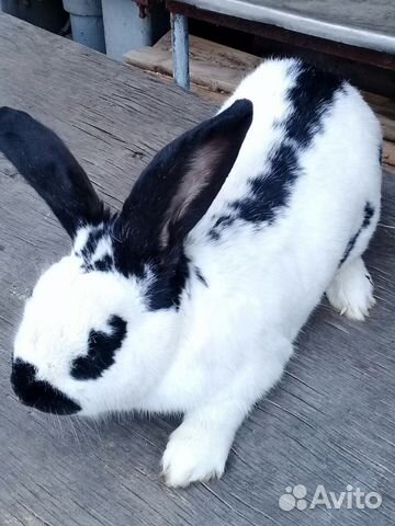 Кролики мясных пород из Германии