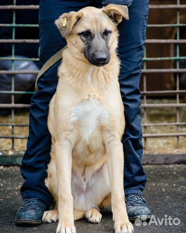 Арчи из Центра Безнадзорных Животных
