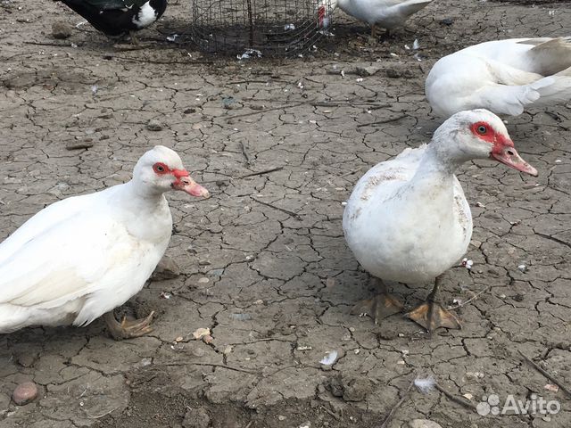 Индоутки белые