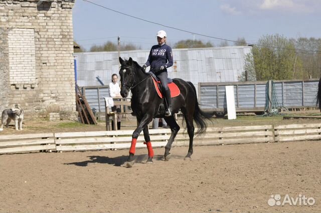 Лошадь в аренду