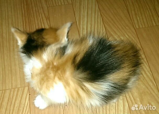 Котята в хорошие руки