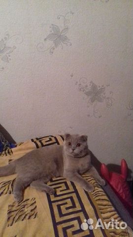 Вязка кошечки на нашей территории