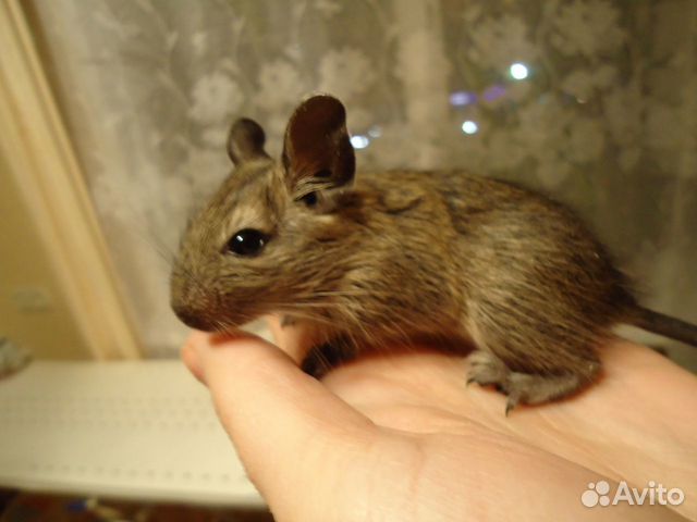 Продам дэгу