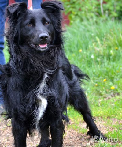 Ищет дом молодая собака Зоя