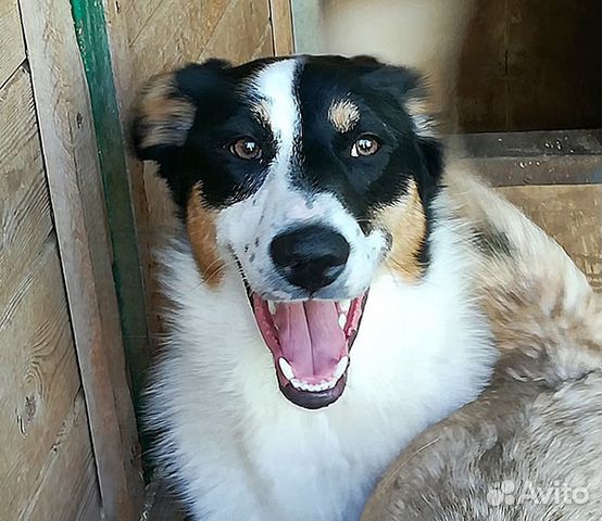 Эля-добрая красивая молодая собака в добрые руки