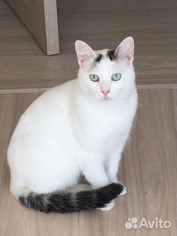 Приютите молодого кота