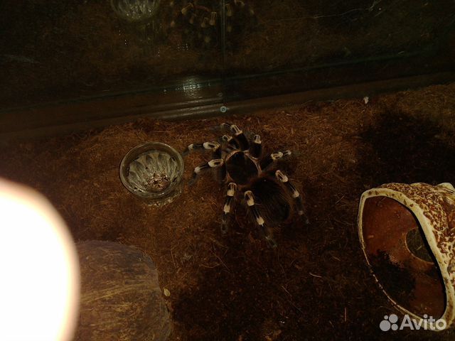 Паук птицеед Acanthoscurria geniculata(самка)