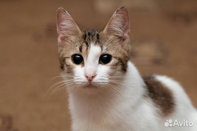 Котенок в дар кошка 9 мес стерилизована