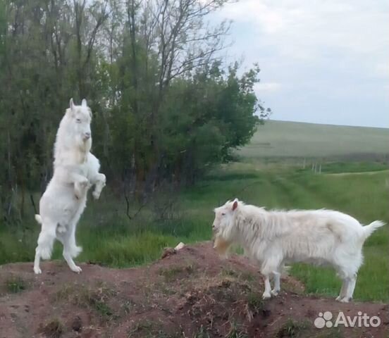 Племенного Зааненского козла продам