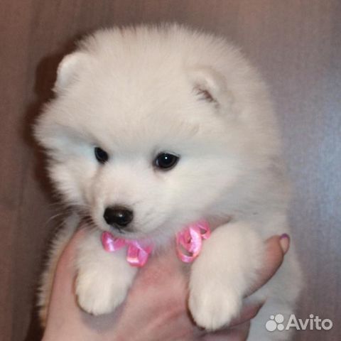 Продаются белоснежные щенки японского шпица