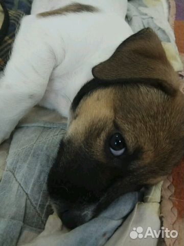 Щенки Джек Рассел Терьер