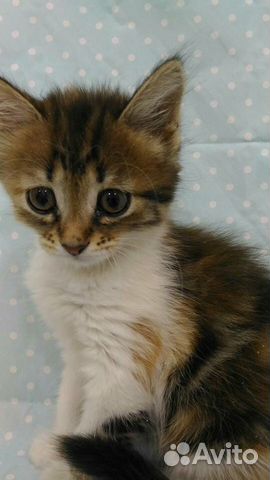 Котенок в добрые руки