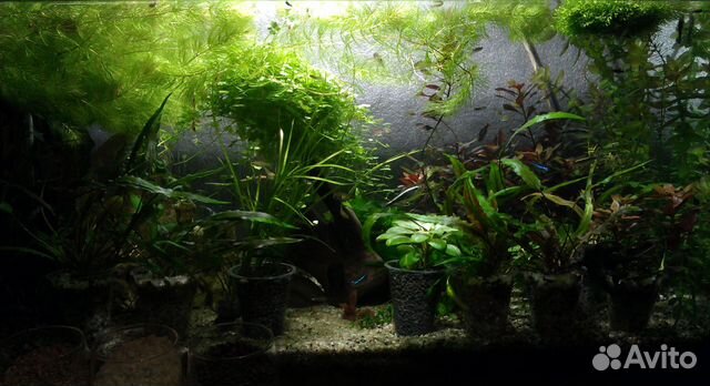 Растения. Грунт. Коряги. Декор