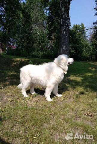 Щенки для охраны