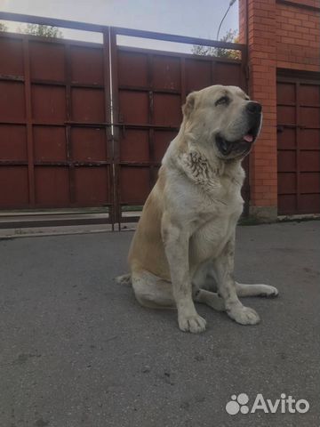 Вязка Алабая