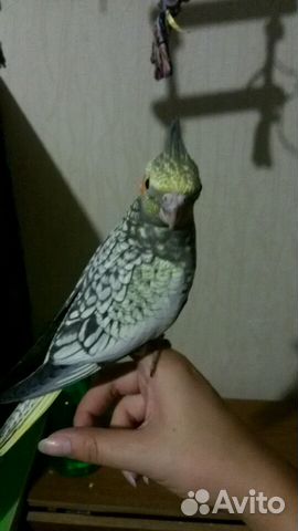 Говорящие птенцы корелл