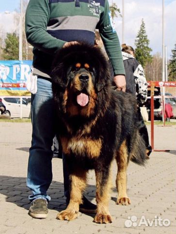 Тибетский мастиф- вязка