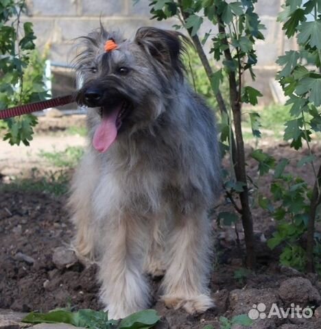 Ищет дом красавица Минюша