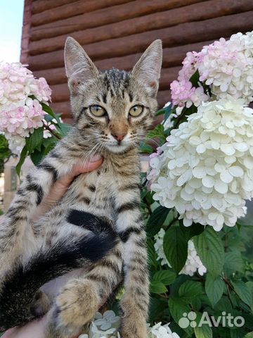 Котенок в добрые руки