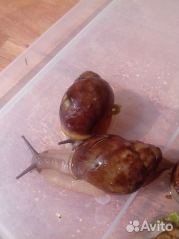 Архахатина паулоэрти, родостома, пурпуреа