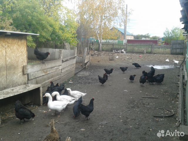 Инкубационное яйцо австралорпов и кучинских