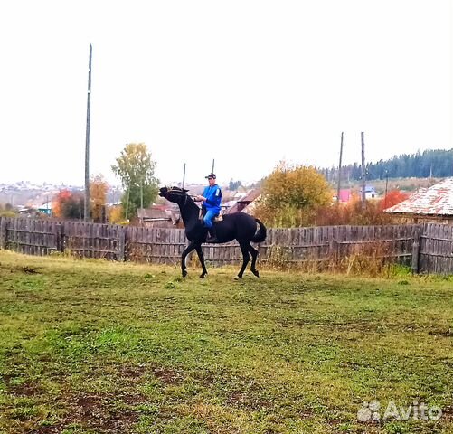 Орловская рысистая кобыла