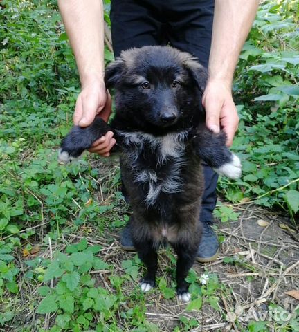 Плюшевый щенок - мальчик Мишка в хорошие руки