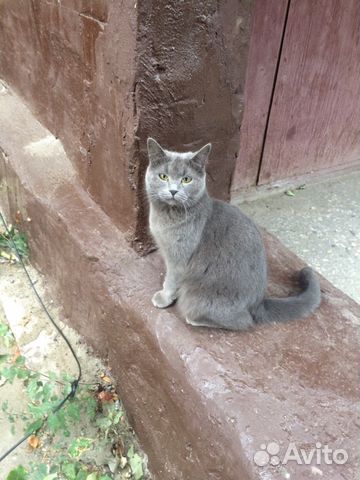 Ищет дом гордая Маркиза