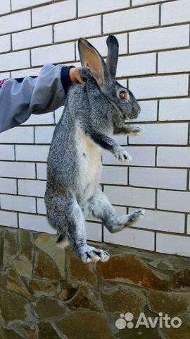 Крольчиха Венгерский великан