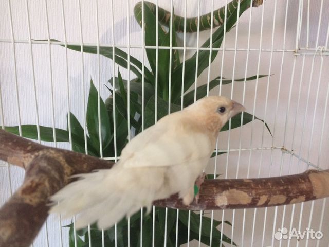 Амадины зебровые/японские/рисовые