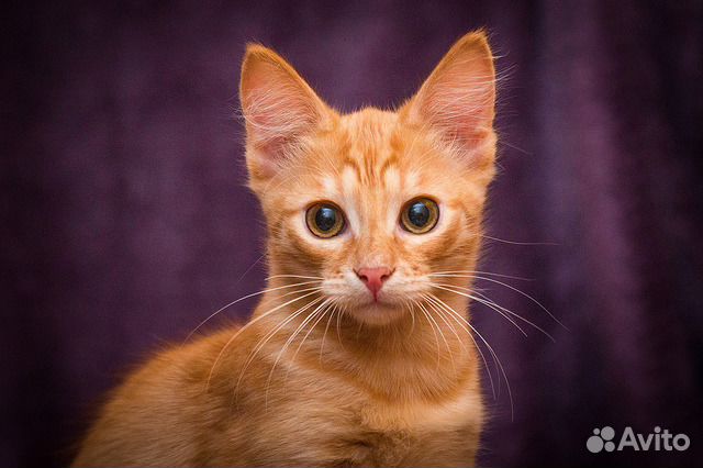 Тоша и Ананасик ищут дом