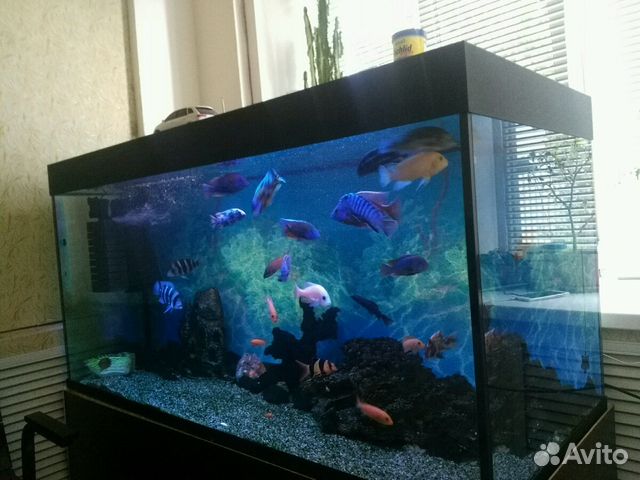 Аквариум