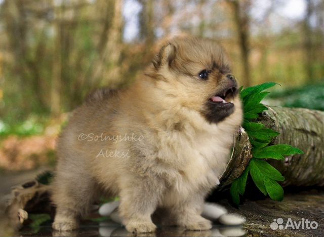 Много шпицев,йорки,тойтерьер питомник