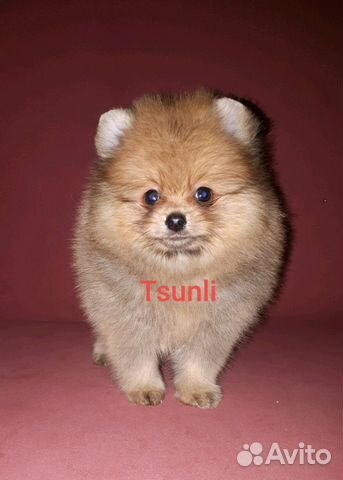 Шпиц Тин Тоник