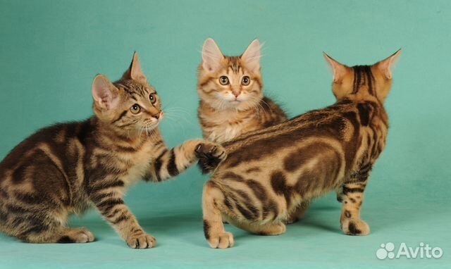 Золотые котята из московского питомника