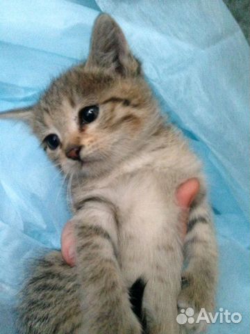 Котенок шпротик девочка 1,5мес в добрые руки