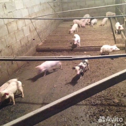 Поросята ландрасы
